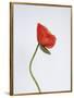 'Singular Poppy - Style' Giclee Print - Sarah Hart Morgan | Art.com
