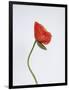 'Singular Poppy - Style' Giclee Print - Sarah Hart Morgan | Art.com