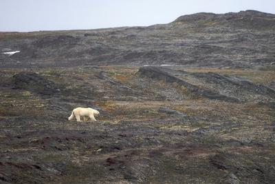 Polar Bear Walking on Rocky Tundra Beach, Svalbard Islands, Norway ...