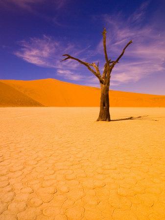 'Skeleton Trees in Dead Vlei, Namibia World Heritage Site, Namibia ...