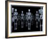'Skeletons, X-ray Artwork' Photographic Print - David Mack | Art.com