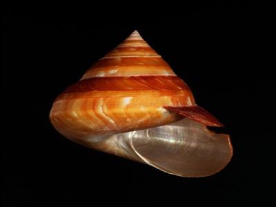 'Slit snail shell' Photographic Print | Art.com
