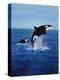 KILLER WHALE Orcinus Orca, MOTHER AND CALF LEAPING Premium Photographic ...