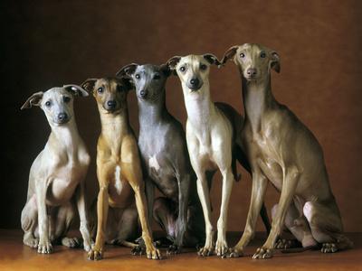 'Small Italian Greyhounds Five Sitting Down Together' Photographic ...