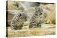 'Snow Leopards Cubs' Photographic Print | Art.com