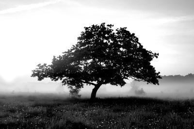 'Solemn Tree' Photographic Print | Art.com