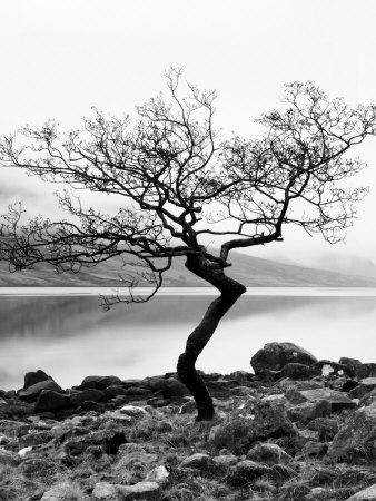 'Solitary Tree on the Shore of Loch Etive, Highlands, Scotland, UK ...