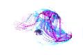 'Johnson's abyssal seadevil portrait, cleared and stained by scientists ...