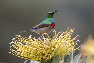 'Southern double-collared sunbird, Cape Town, South Africa ...