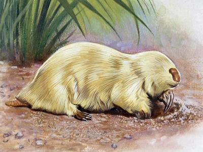 Southern Marsupial Mole
