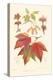 'Red Maple' Art Print - Sprague | Art.com
