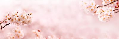 'Spring Cherry Blossoms in Full Bloom. Title Header Dimension Image ...