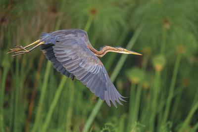 'Lithe Flight' Giclee Print - Staffan Widstrand | Art.com