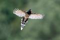 Red-billed blue magpie in flight, Jiajinshan National Forest Park ...