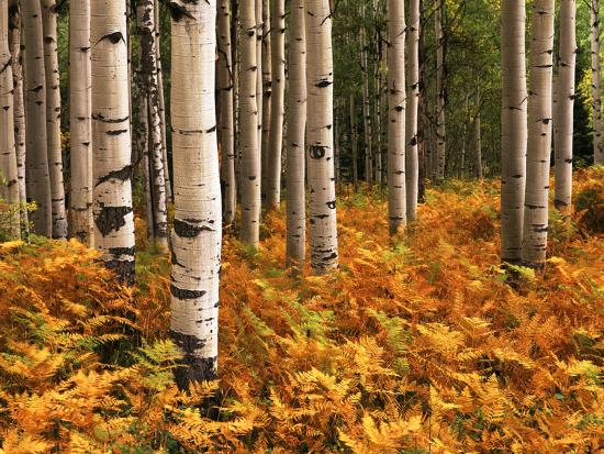 Stand of Quaking Aspen Tree, Gunnison National Forest, Colorado, USA ...
