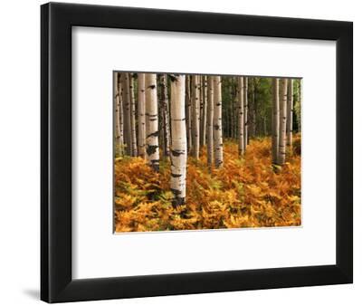 Stand of Quaking Aspen Tree, Gunnison National Forest, Colorado, USA ...