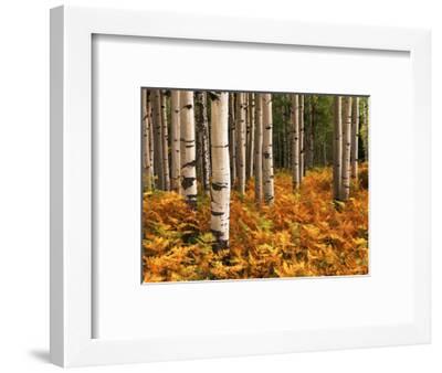 Stand of Quaking Aspen Tree, Gunnison National Forest, Colorado, USA ...