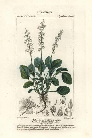 'Round-Leaved Wintergreen, Pyrola Rotundifolia' Giclee Print - Stanghi ...
