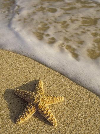 Starfish and Surf of Makena Beach, Maui, Hawaii, USA Photographic Print ...