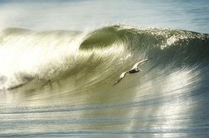 Beautiful Pelicans artwork for sale, Posters and Prints | Art.com