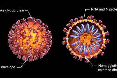 3D illustration of the COVID-19 coronavirus with cutaway view, labeled ...