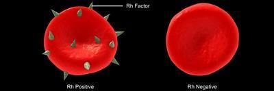 Conceptual illustration of Rh factor on a red blood cell. Art Print ...