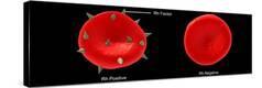 Conceptual illustration of Rh factor on a red blood cell. Premium ...