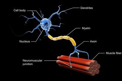 Medical illustration showing the structure of a motor neuron. Art Print ...