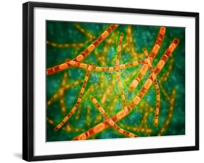 Microscopic View of Anthrax Framed Photographic Print - Stocktrek ...