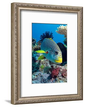 Striped Sweetlips (Diagonal Banded Sweetlips) (Plectorhinchus Lineatus ...