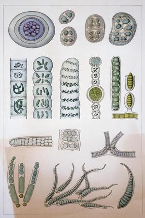 'Structure of Blue-Green Algae, Cyanophytes or Cyanobacteria' Giclee ...