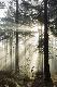 'Rays of sun breaking through mist in woodland of scots pine trees ...