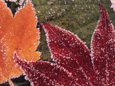 'Frosted Maple Leaves, Oregon, USA' Photographic Print - Stuart ...