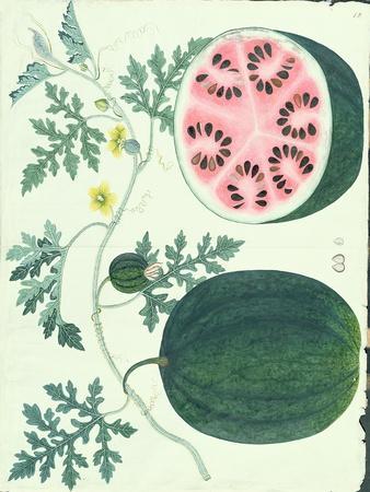 'Study of a Watermelon, Company School, Late 18th Century' Giclee Print ...