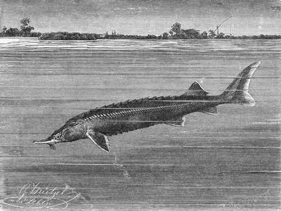 Sturgeon Fish Swimming across from Island Giclee Print | Art.com