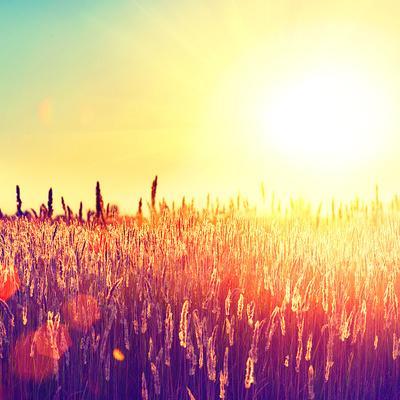 Field, Beautiful Nature Sunset Landscape Photographic Print - Subbotina ...