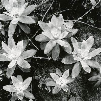 'Succulents, Point Lobos, 1951' Photographic Print - Brett Weston | Art.com
