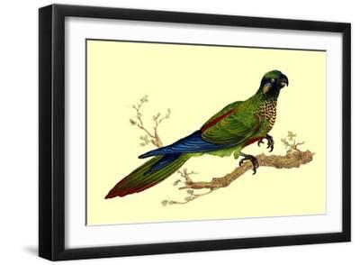 sulphur-breasted parakeet (Aratinga maculata), or sulphur-breasted ...