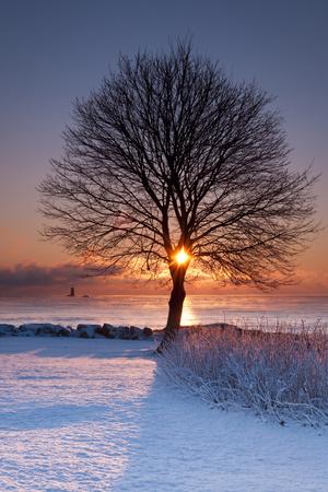 'Sun In Tree' Photographic Print - Michael Blanchette Photography | Art.com