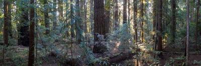 'Sunlight descends into the shadows of a forest of Redwood trees ...
