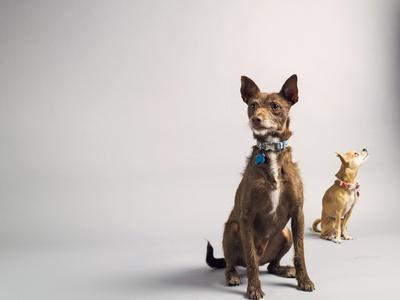 'Nope' Photographic Print - Susan Sabo | Art.com