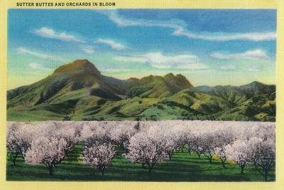 'Sutter Buttes and Orchards in Bloom - Sutter Buttes, CA' Art Print ...