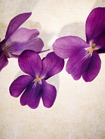 'Sweet Violets, Violets, Viola Odorata, Blossoms, Violet' Photographic ...