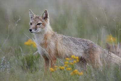 Vulpes Velox