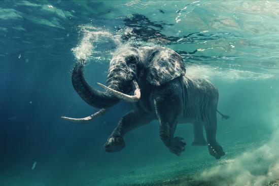 Swimming Elephant Underwater. African Elephant in Ocean with Mirrors ...