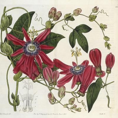 Passion Flower Vine Drawing | Best Flower Site