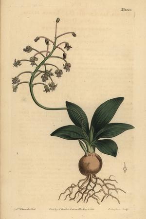 'South Indian Squill, Ledebouria Revoluta (Lesser Plain-Leaved Drimia ...