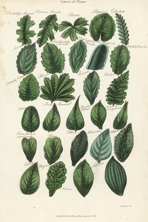 'Types of Leaves of Plants. Handcoloured Copperplate Engraving after ...
