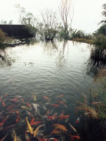 'Koi Carp Fish in Pool, Taipei, Taiwan, Asia' Photographic Print ...