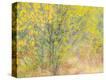 USA, Washington State, Bellevue alder tree golden/yellow fall colors ...